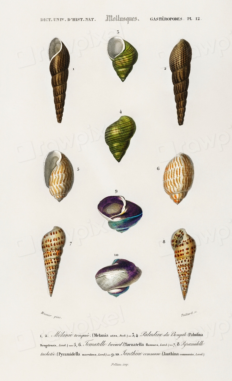 Different types mollusks illustrated Charles | Free Photo Illustration ...