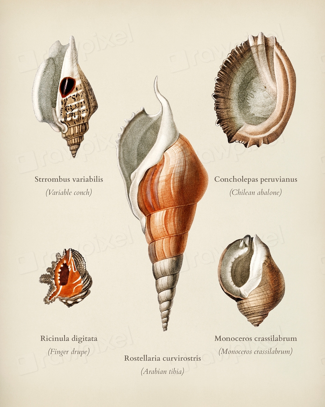 Different types of mollusks illustrated | Photo - rawpixel