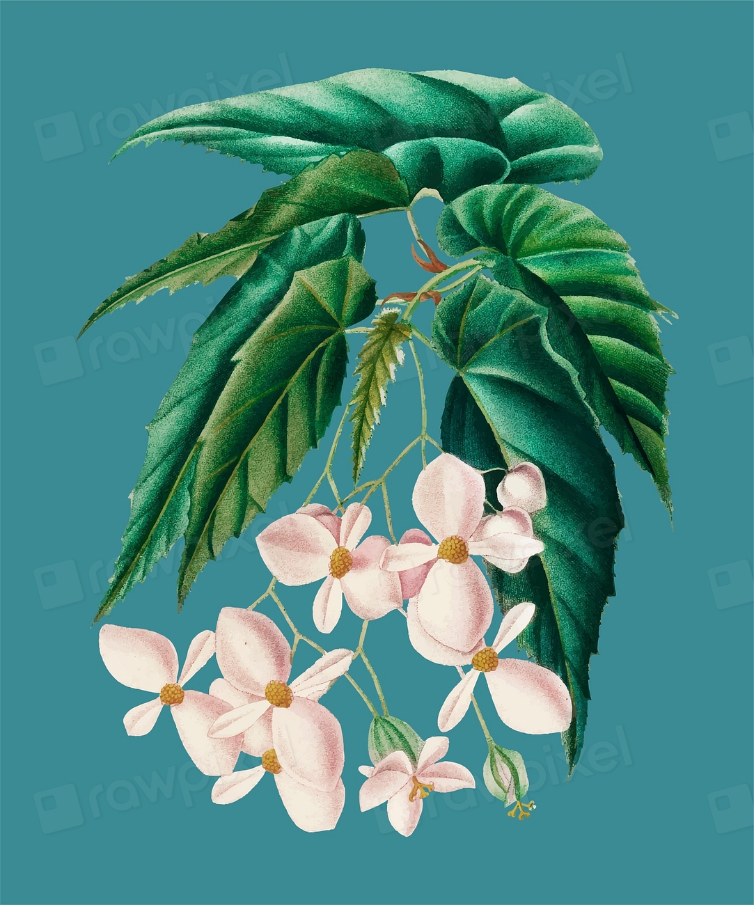 Begonia (Begonia incarnata) illustrated Charles | Premium Vector ...