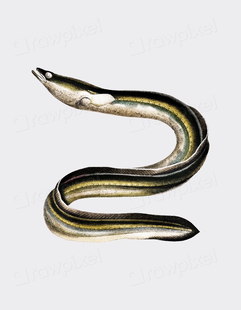 Anguilla anguilla illustrated Charles Dessalines | Premium Vector ...