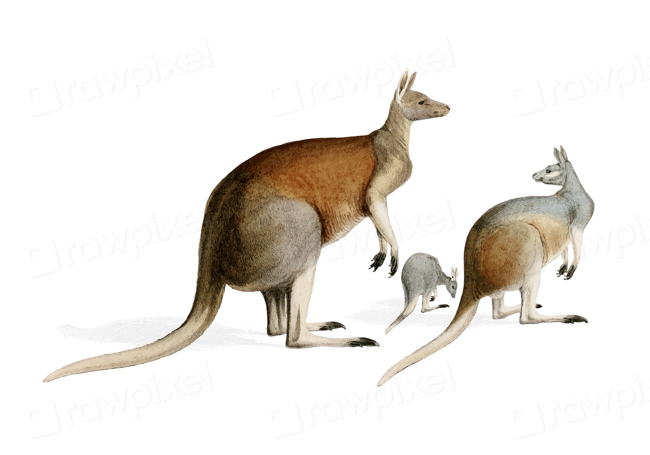 The red kangaroo (Macropus rufus) | Premium Vector Illustration - rawpixel