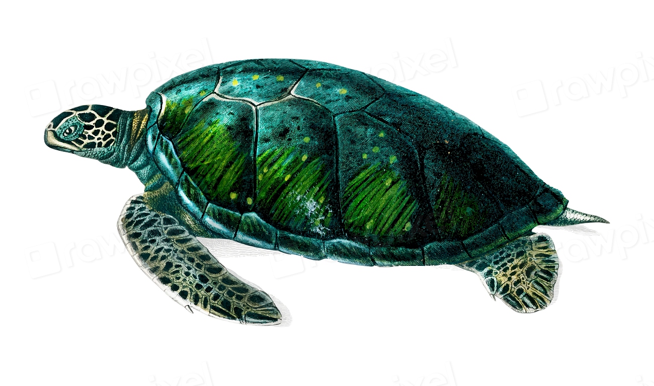Green Sea Turtle (Chelonia mydus) | Premium Vector - rawpixel