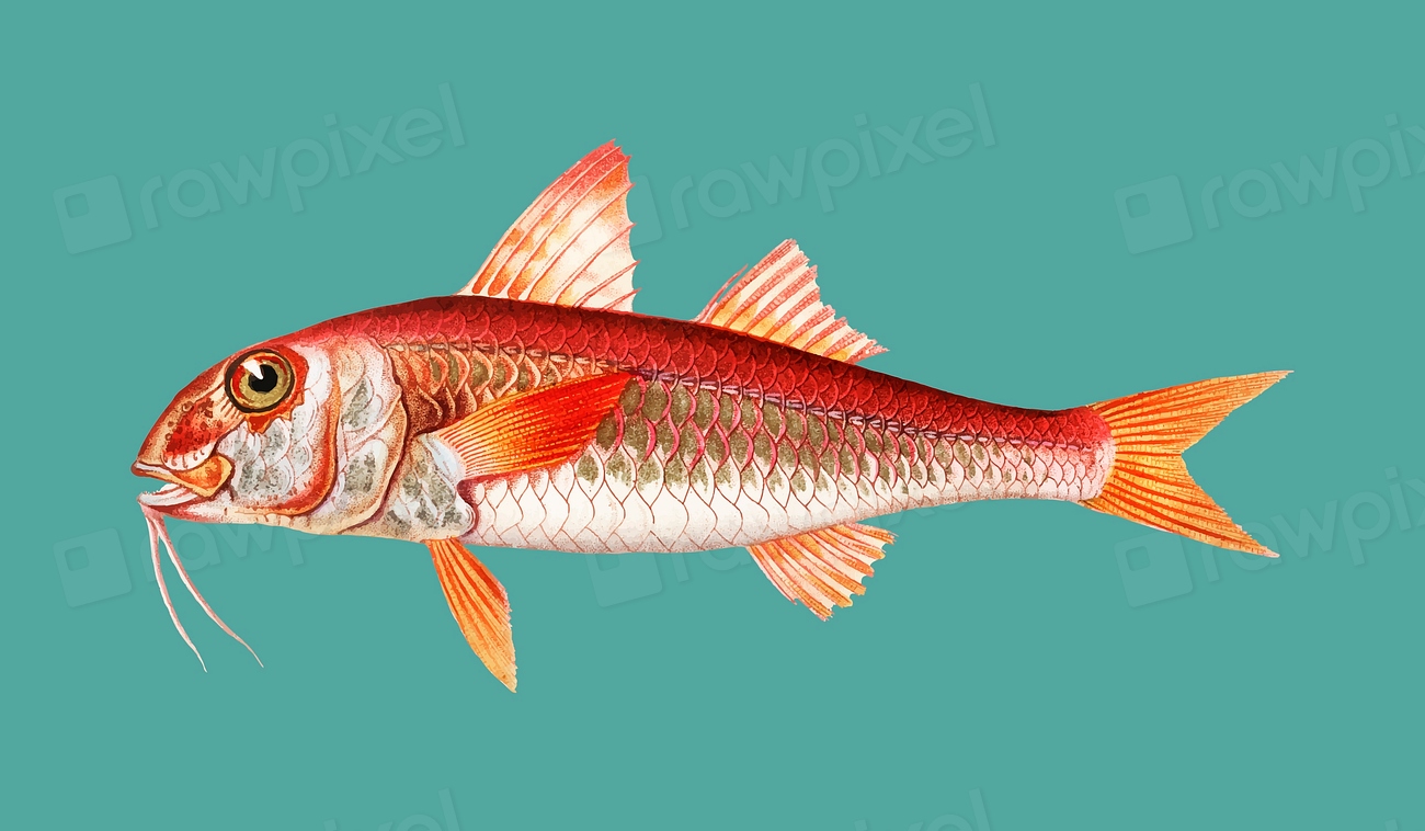 Mullus barbatus illustrated Charles Dessalines | Premium Vector ...