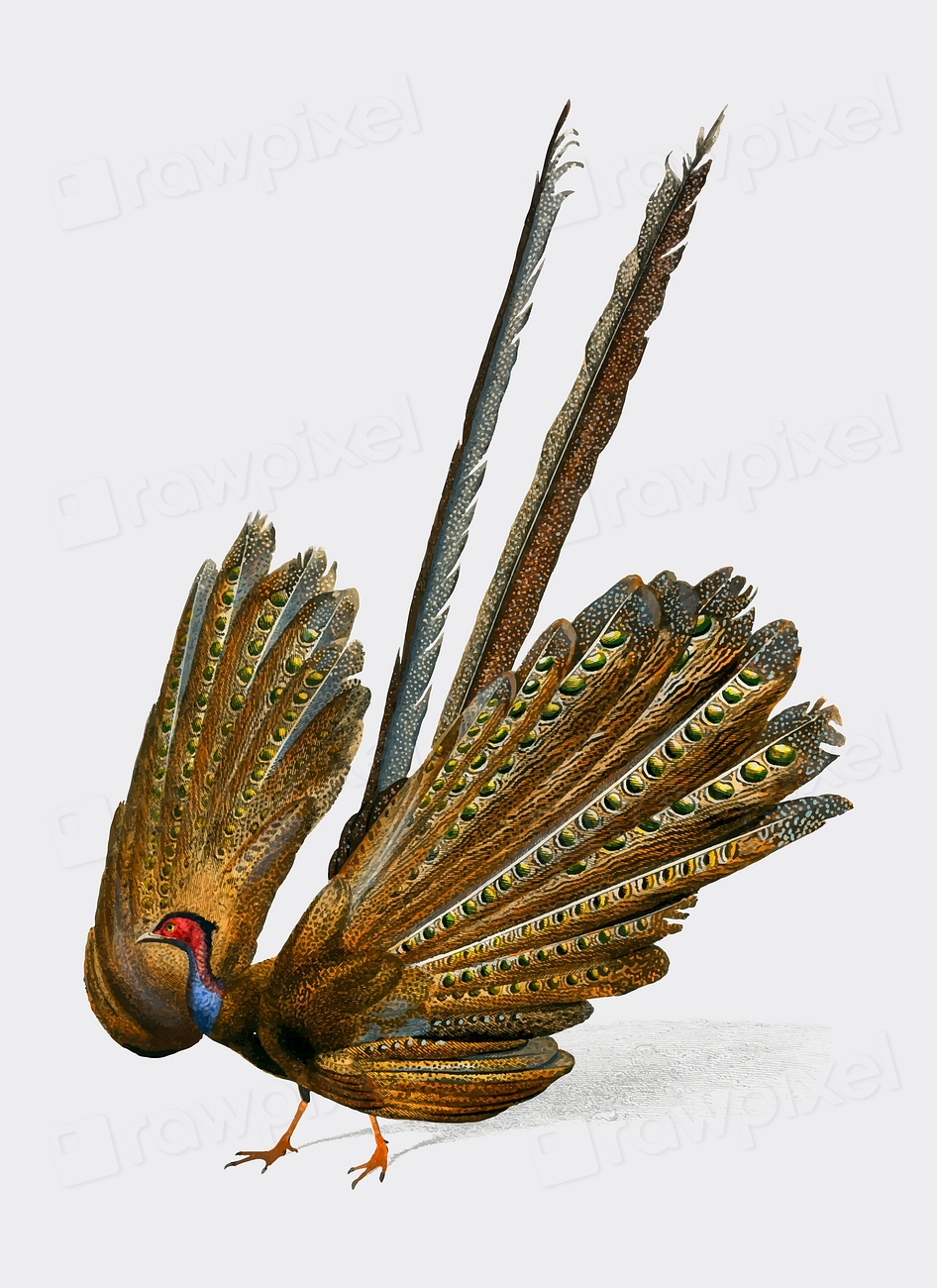 Great argus (Phasianus argus) illustrated | Premium Vector Illustration ...