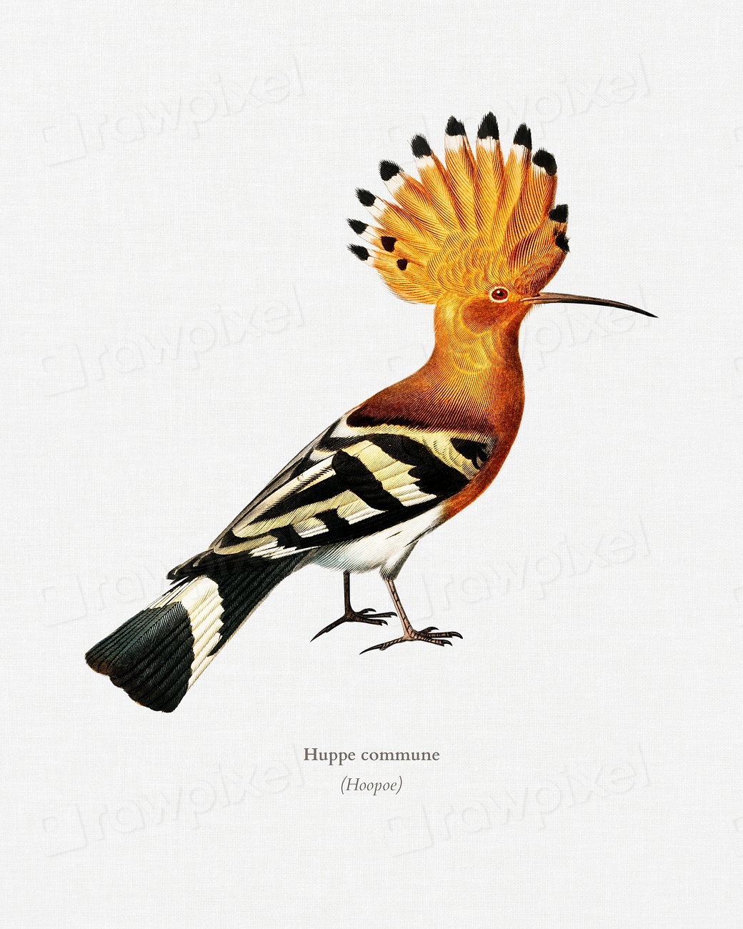 Huppe commune (Hoopoe) illustrated Charles | Premium Photo Illustration ...