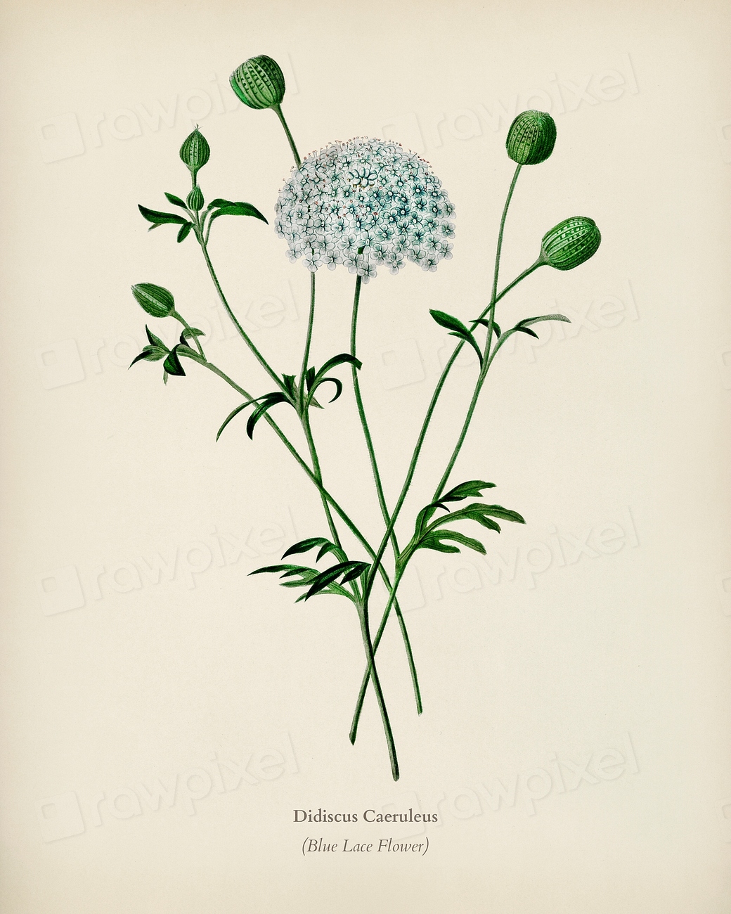 Didiscus Caeruleus illustrated Charles Dessalines | Premium Photo ...