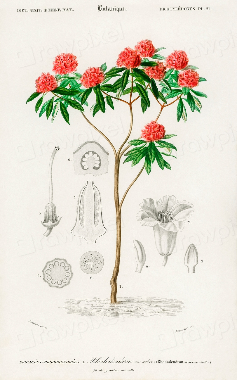 Rhododendron arboreum illustrated Charles Dessalines | Free Photo ...