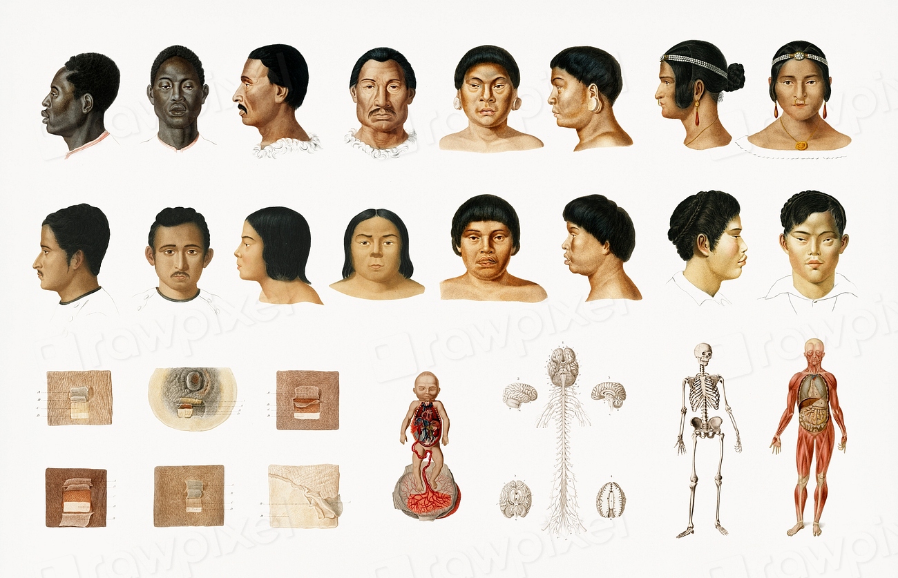 Human anatomy illustrated by Charles | Premium PSD - rawpixel