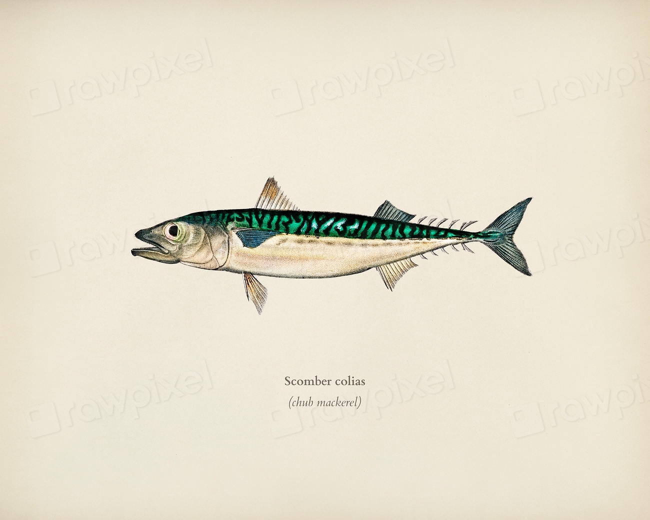 Chub mackerel (Scomber colias) illustrated | Premium Photo Illustration ...