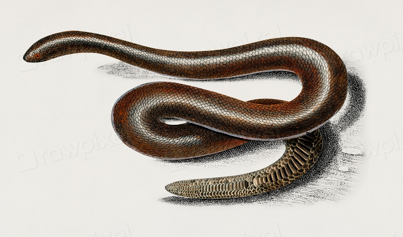 Eryx (Eryx Duvaucelii) illustrated by Charles | Premium PSD ...