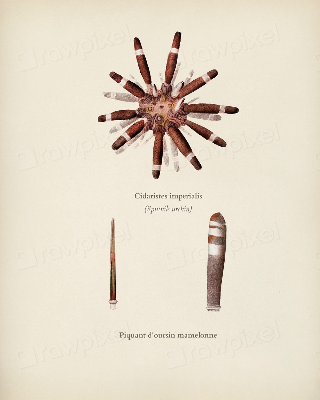 Scutella radiata (small sand dollar) | Premium Photo Illustration ...