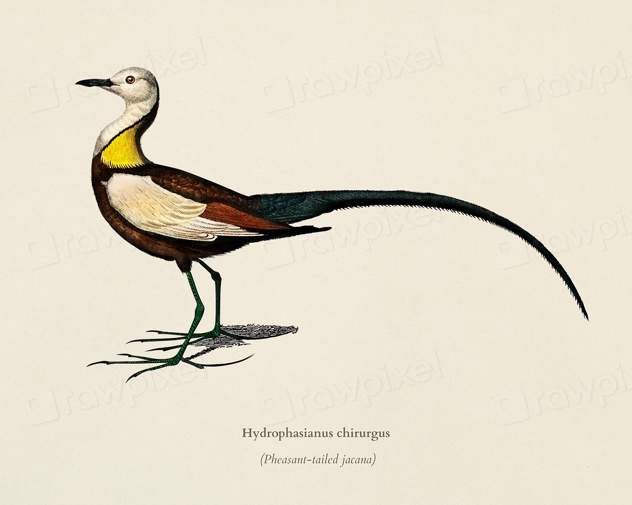 Pheasant-tailed jacana (Hydrophasianus chirurgus) illustrated | Premium ...