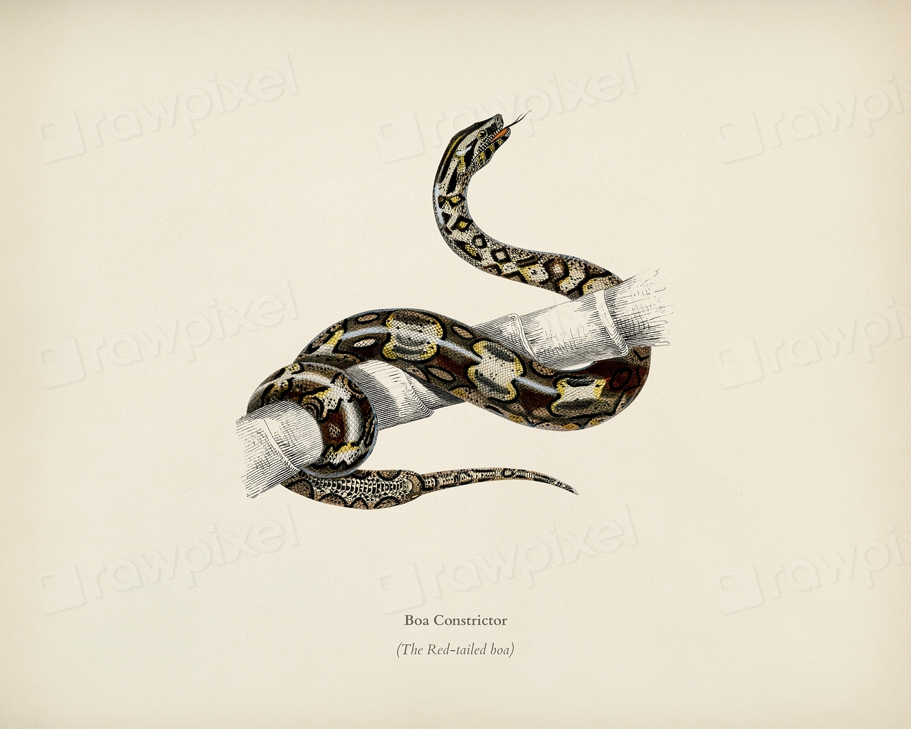 The Red-tailed boa (Boa Constrictor) | Premium Photo Illustration ...