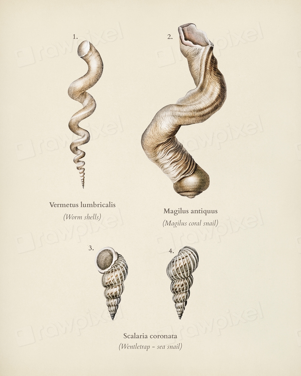 Different types mollusks illustrated Charles | Premium Photo - rawpixel