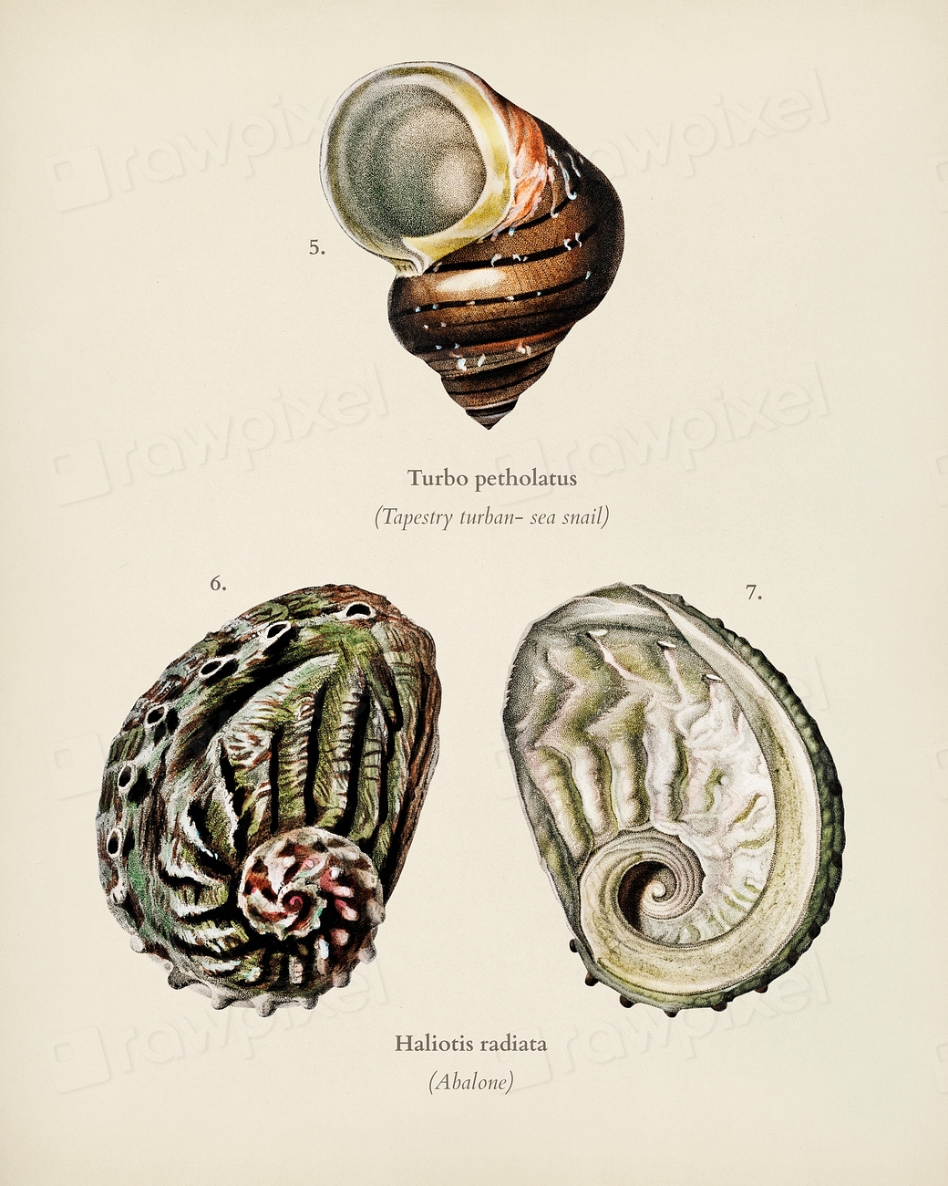 Different types mollusks illustrated Charles | Premium Photo - rawpixel