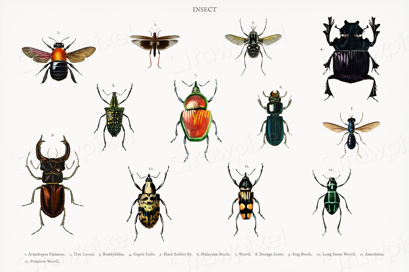 Different types insects illustrated Charles | Premium PSD - rawpixel