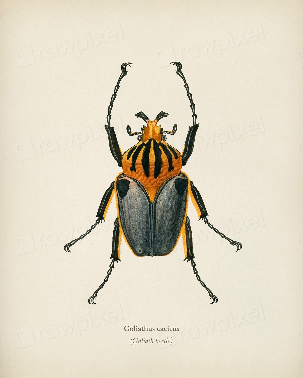 Goliathus cacicus illustrated by Charles | Premium Photo - rawpixel