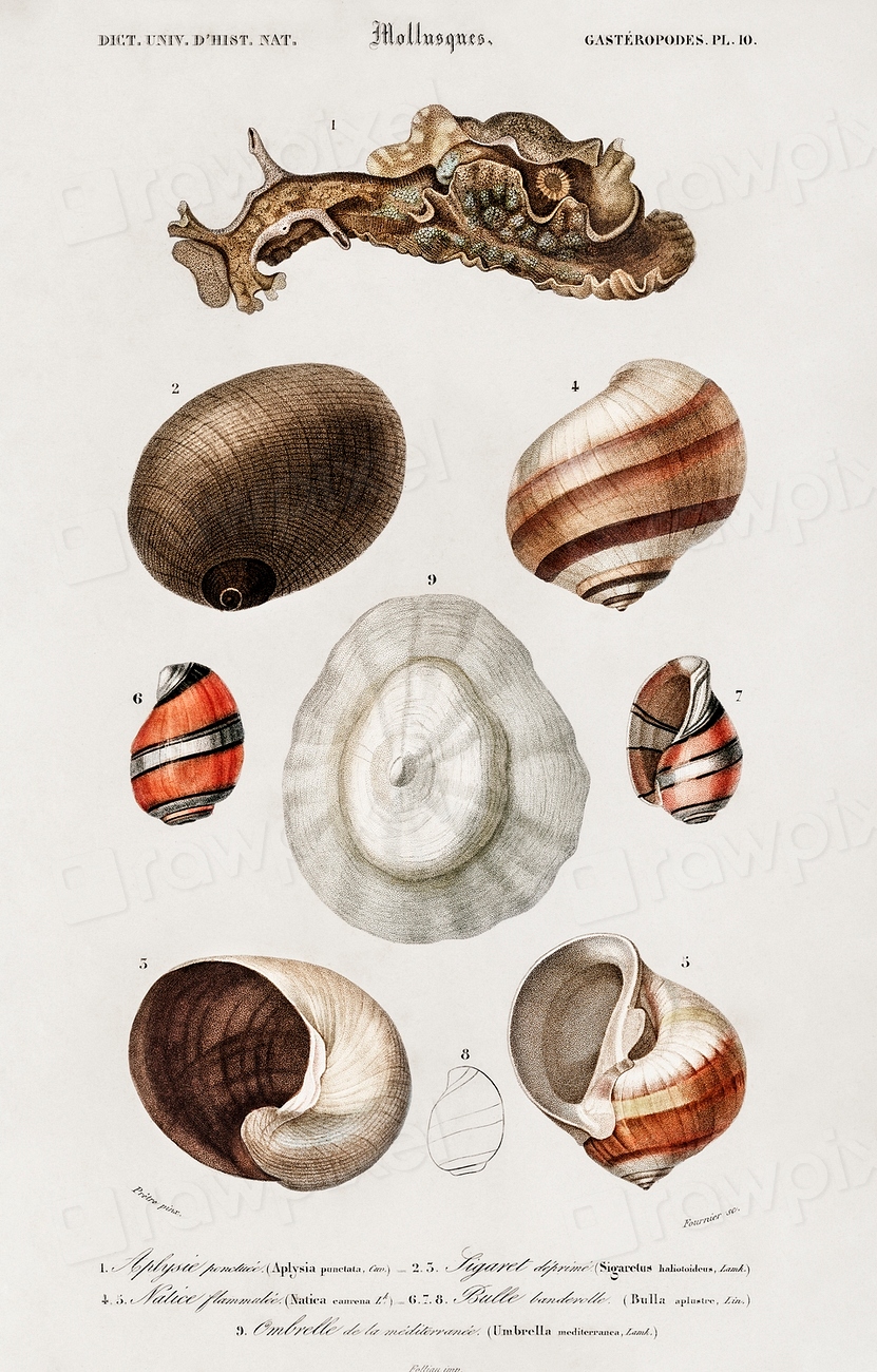 Different types mollusks illustrated Charles | Free Photo Illustration ...