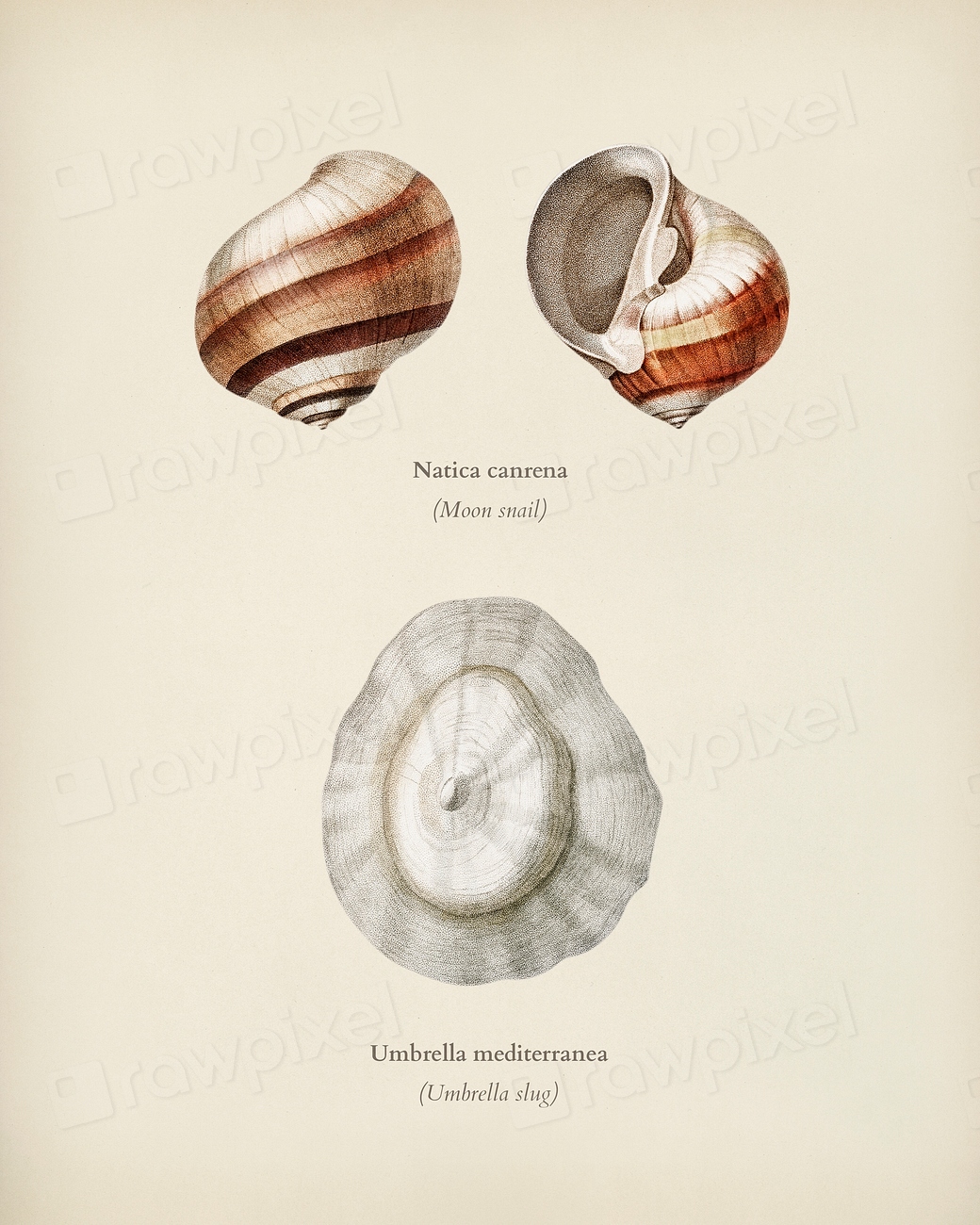Moon snail (Natica canrena) and | Premium Photo - rawpixel
