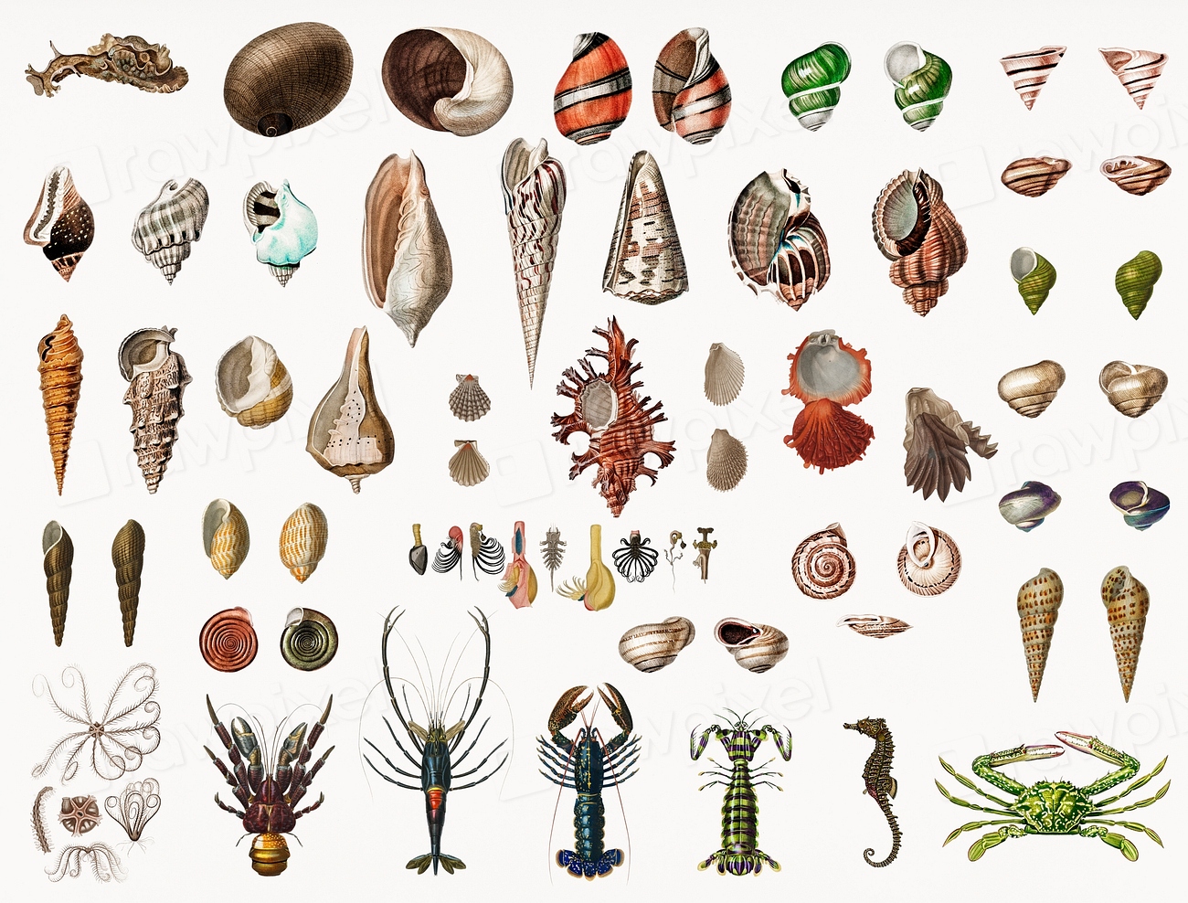 Different types marine life illustrated | Premium PSD - rawpixel