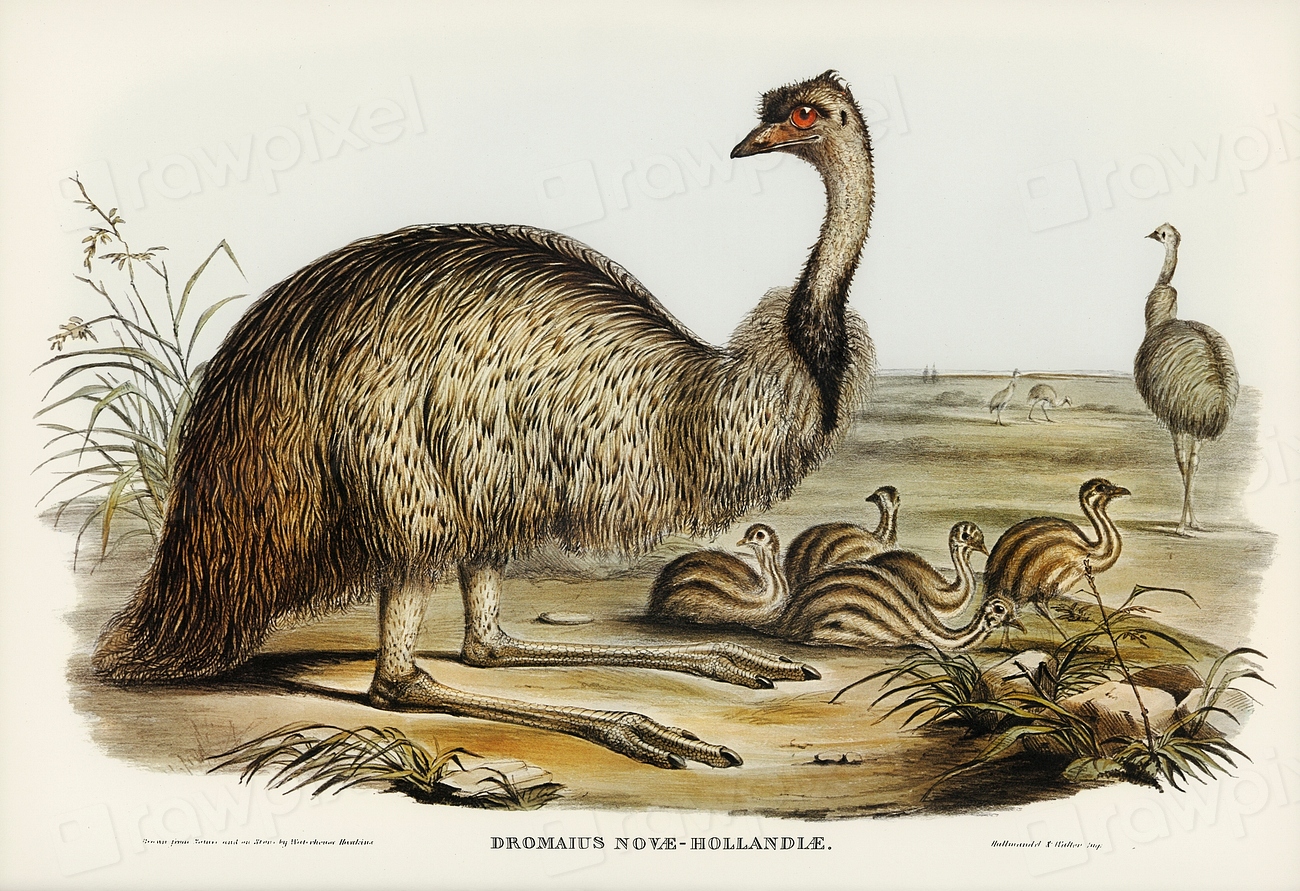 Emu (Dromaius Novae-Hollandiae) illustrated Elizabeth | Free Photo ...