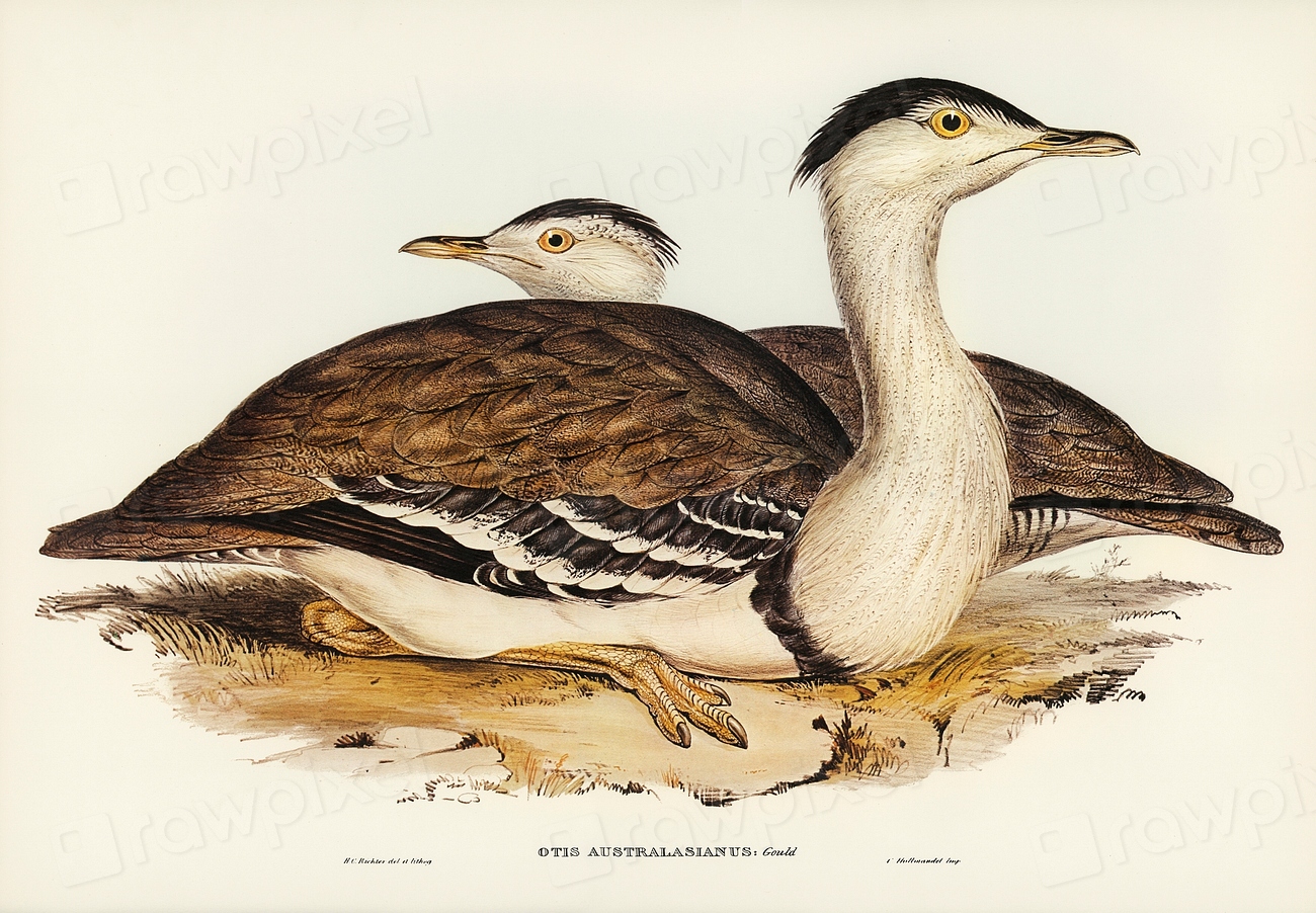 Australian Bustard (Otis Australasianus) illustrated | Free Photo ...
