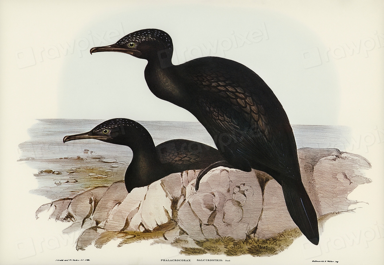 Groove-billed Cormorant (Phalacrocorax sulcirostris) illustrated | Free ...