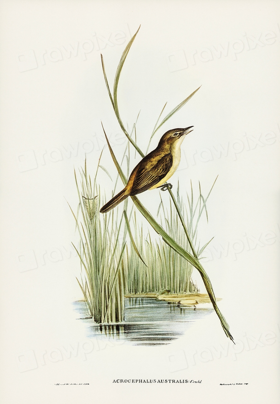 Reed Warbler (Acrocephalus Australis) illustrated | Free Photo ...