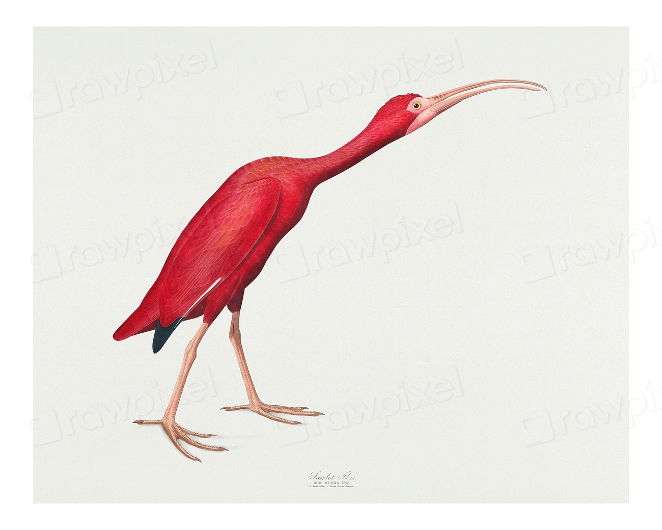 Vintage Scarlet Ibis illustration wall | Premium Photo - rawpixel