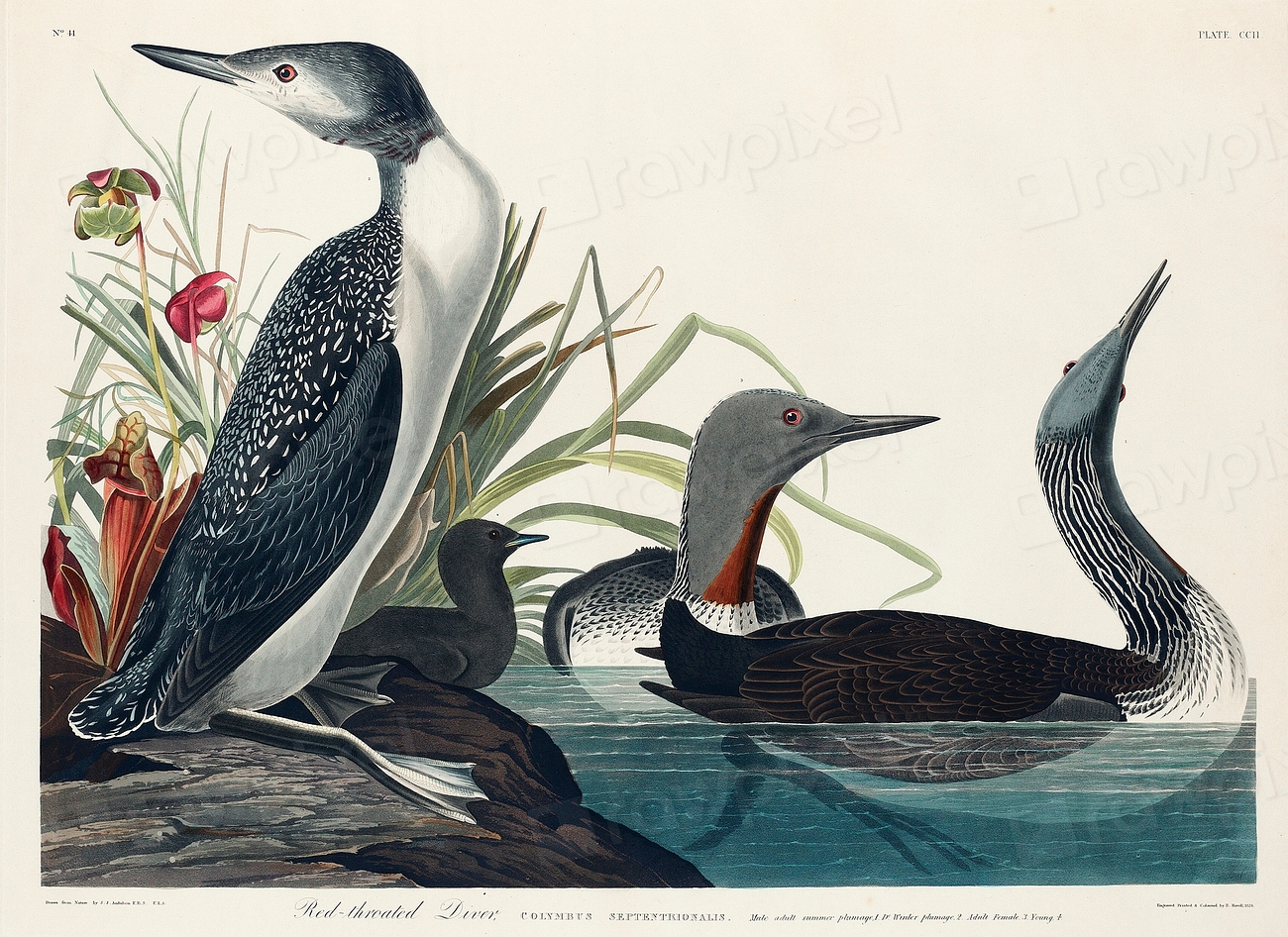 Red-Throated Diver Birds America (1827) | Free Photo Illustration ...