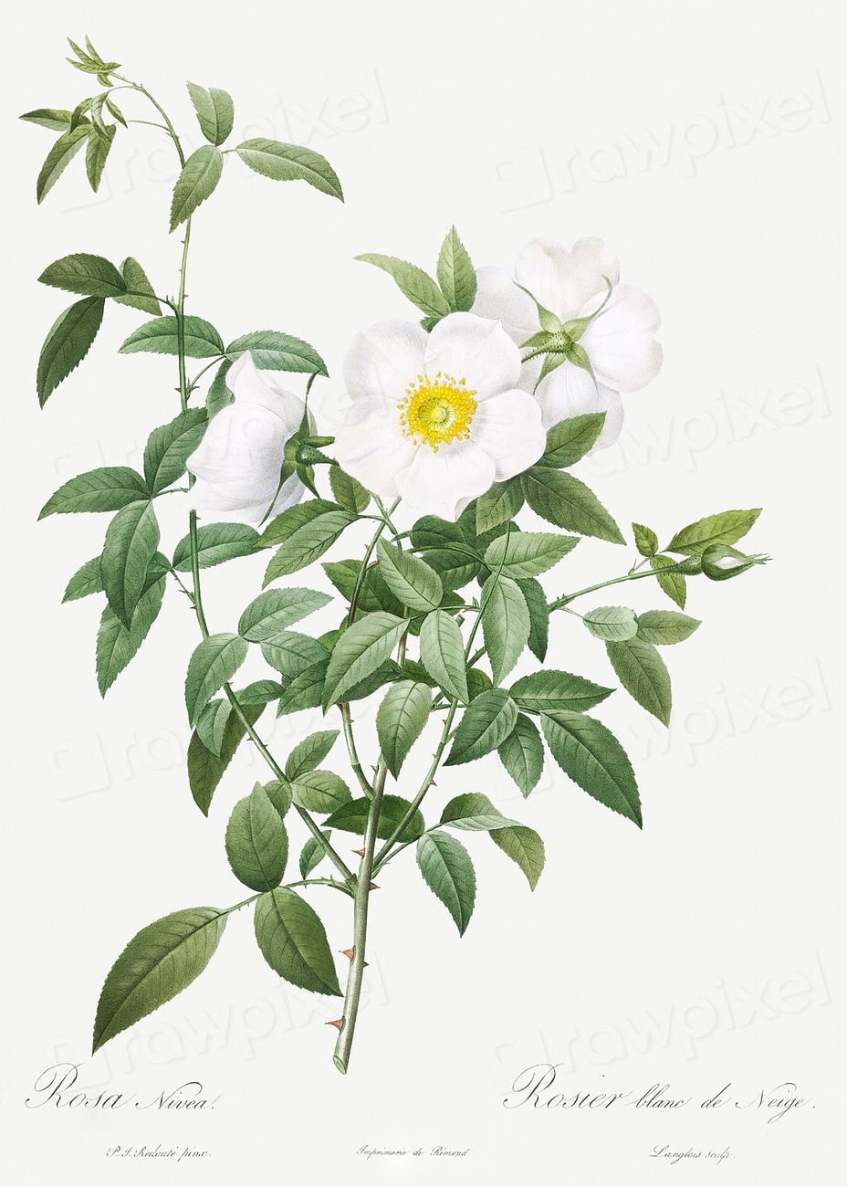 Cherokee Rose, also known as | Free Photo Illustration - rawpixel