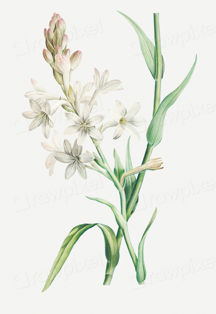 Vintage white tuberose flower illustration | Premium PSD - rawpixel