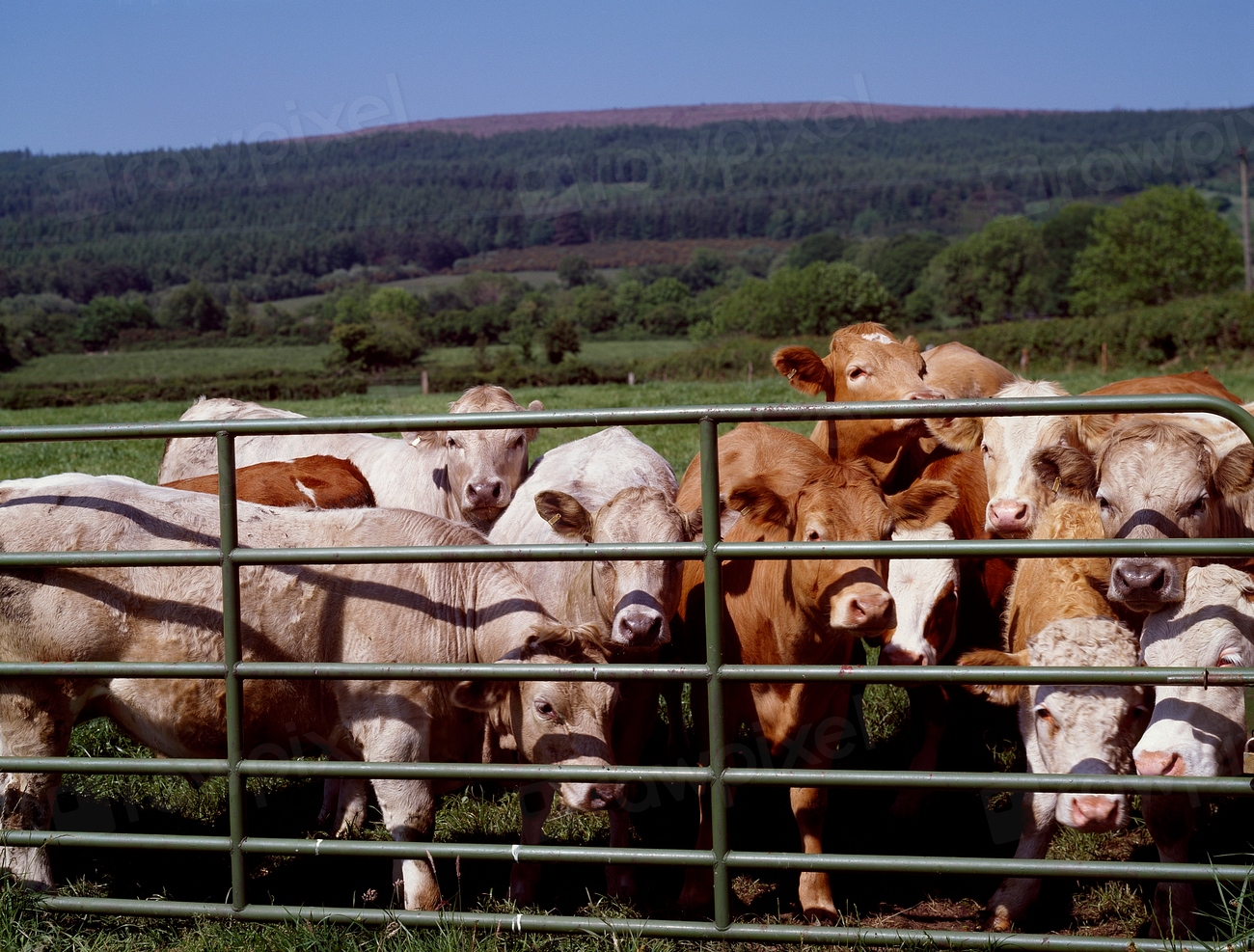 Curious cattle. Original image Carol | Free Photo - rawpixel