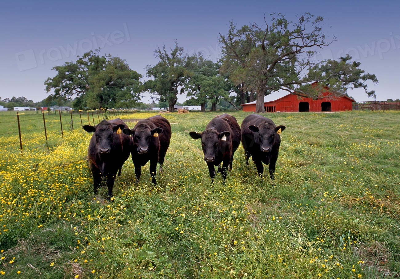 Cows Cajun Country Farm. Original | Free Photo - rawpixel