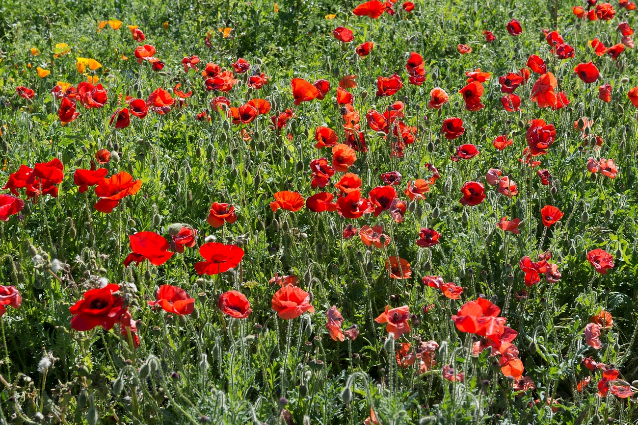 Poppy fields. Original image Carol | Free Photo - rawpixel