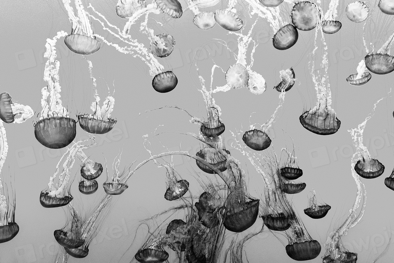For displaying jellyfish, The Monterey | Free Photo - rawpixel