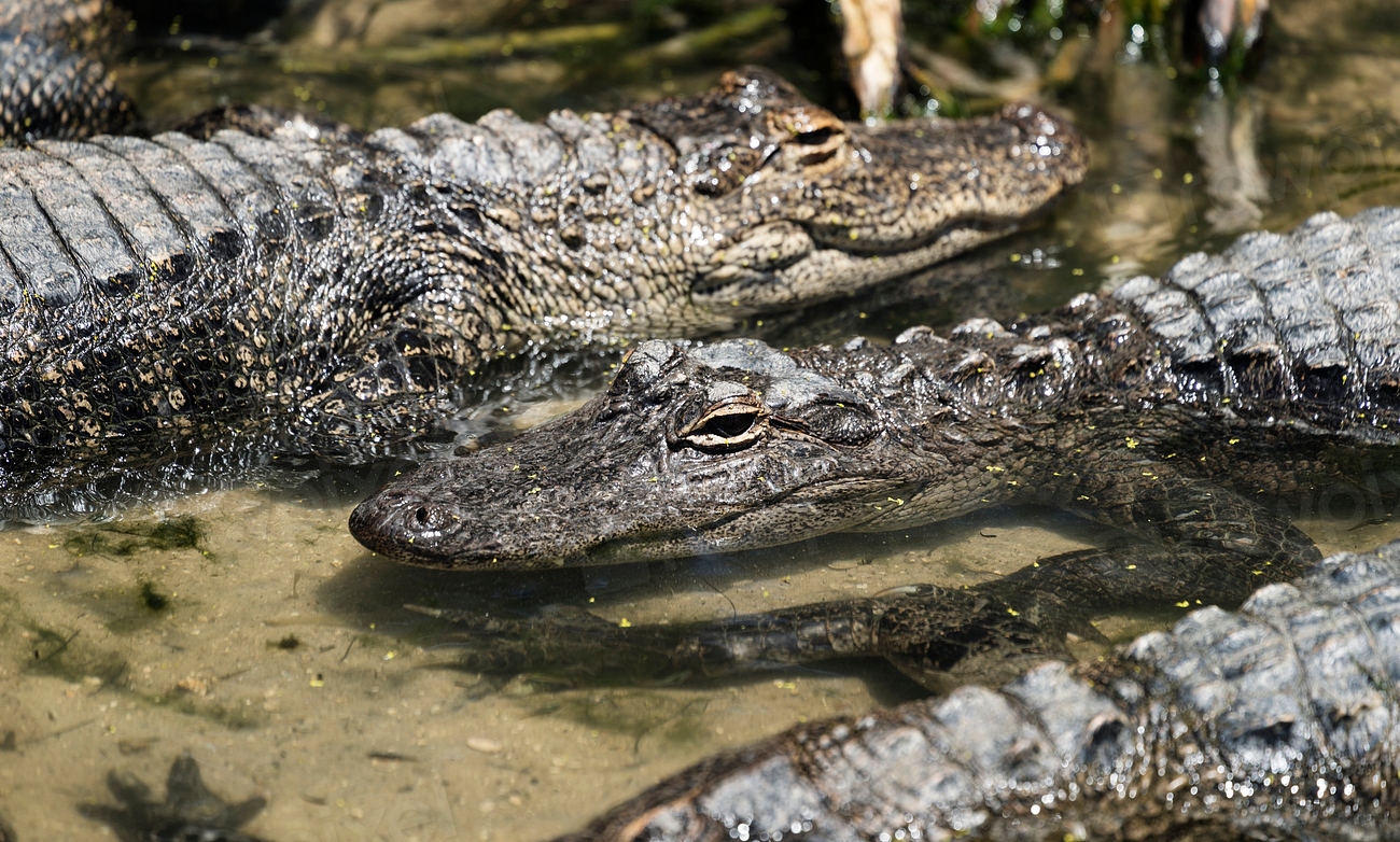 Alligator Adventure, fourteen-acre theme park | Free Photo - rawpixel