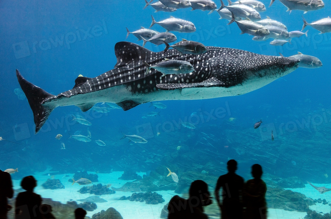 Whale Shark Georgia Aquarium Atlanta | Free Photo - rawpixel