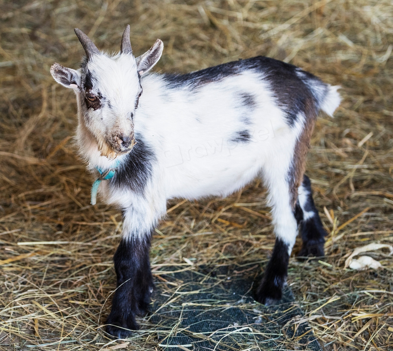 young goat, named Emmit, Dunnum | Free Photo - rawpixel