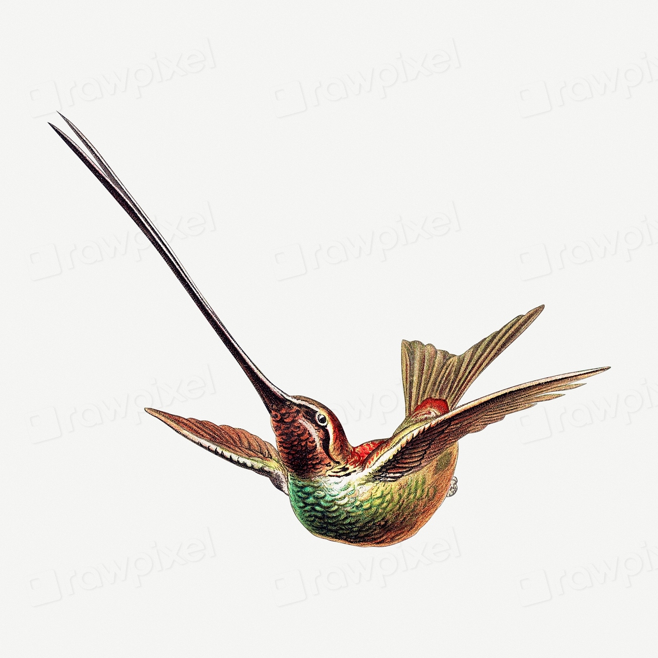 Colorful vintage hummingbird illustration | Free Photo Illustration ...