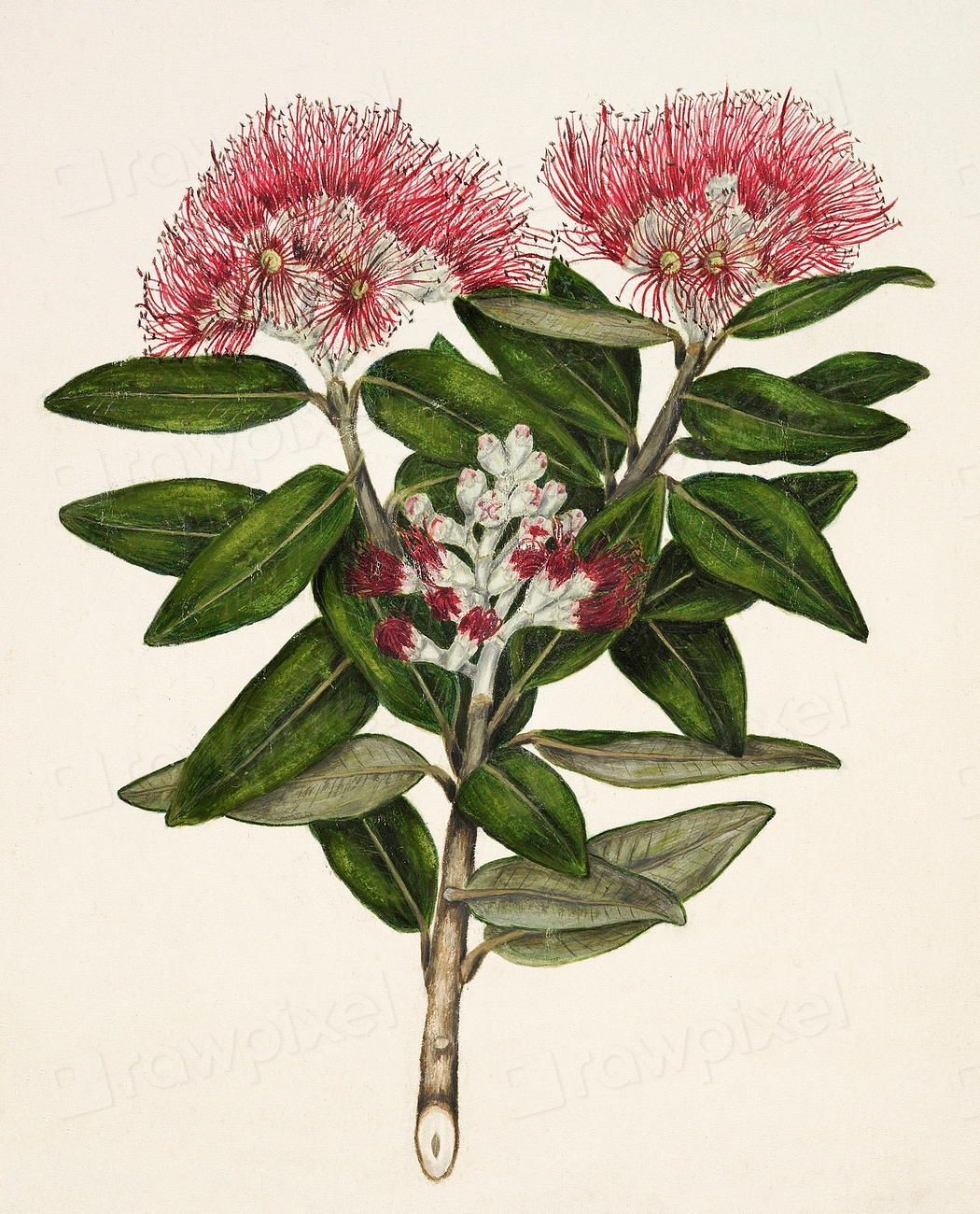 Antique plant Pohutukawa - Metrosideros | Free Photo Illustration ...