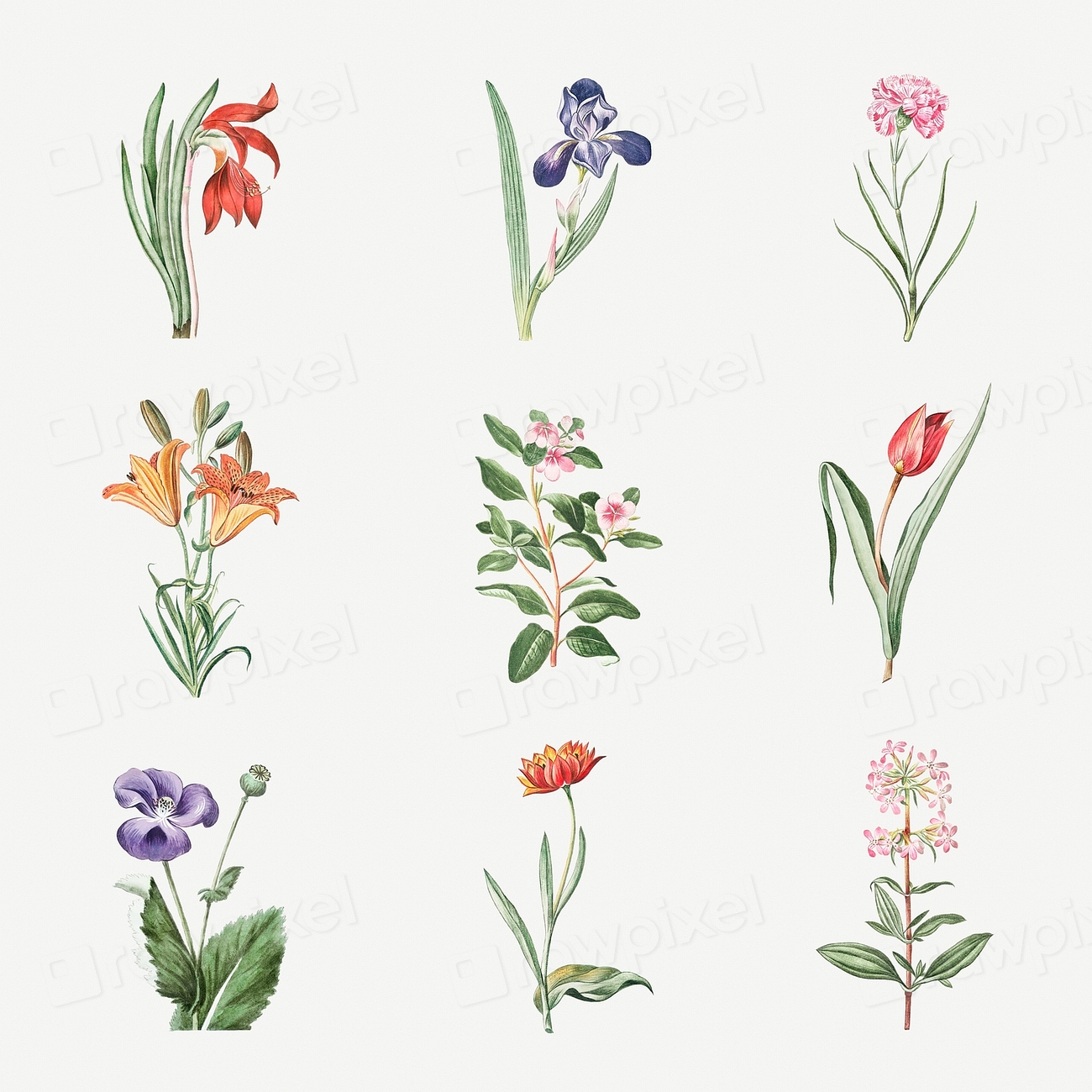 Set of blooming flowers vector | Premium Vector - rawpixel