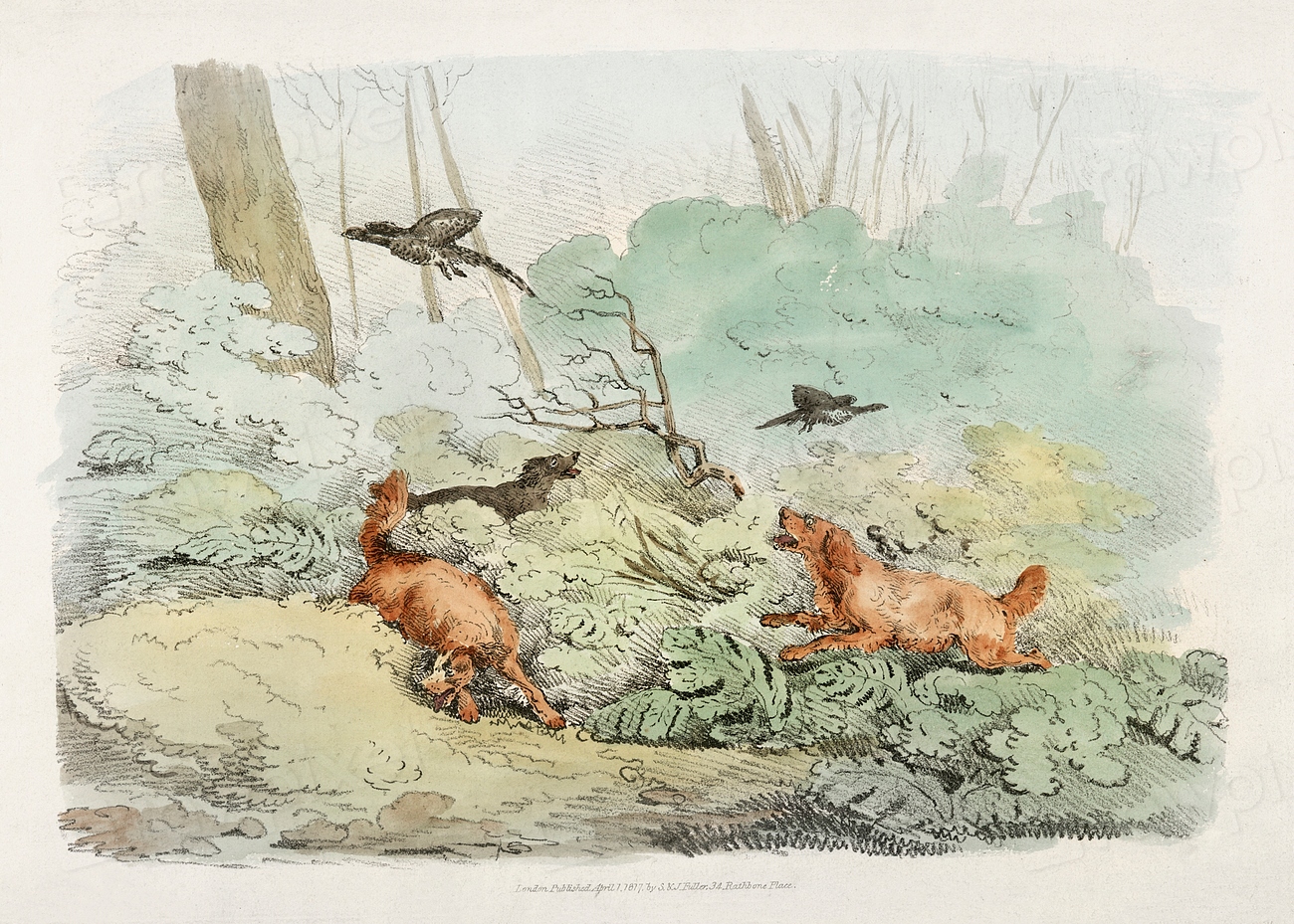 Illustration dogs chasing birds Sporting | Free Photo Illustration ...