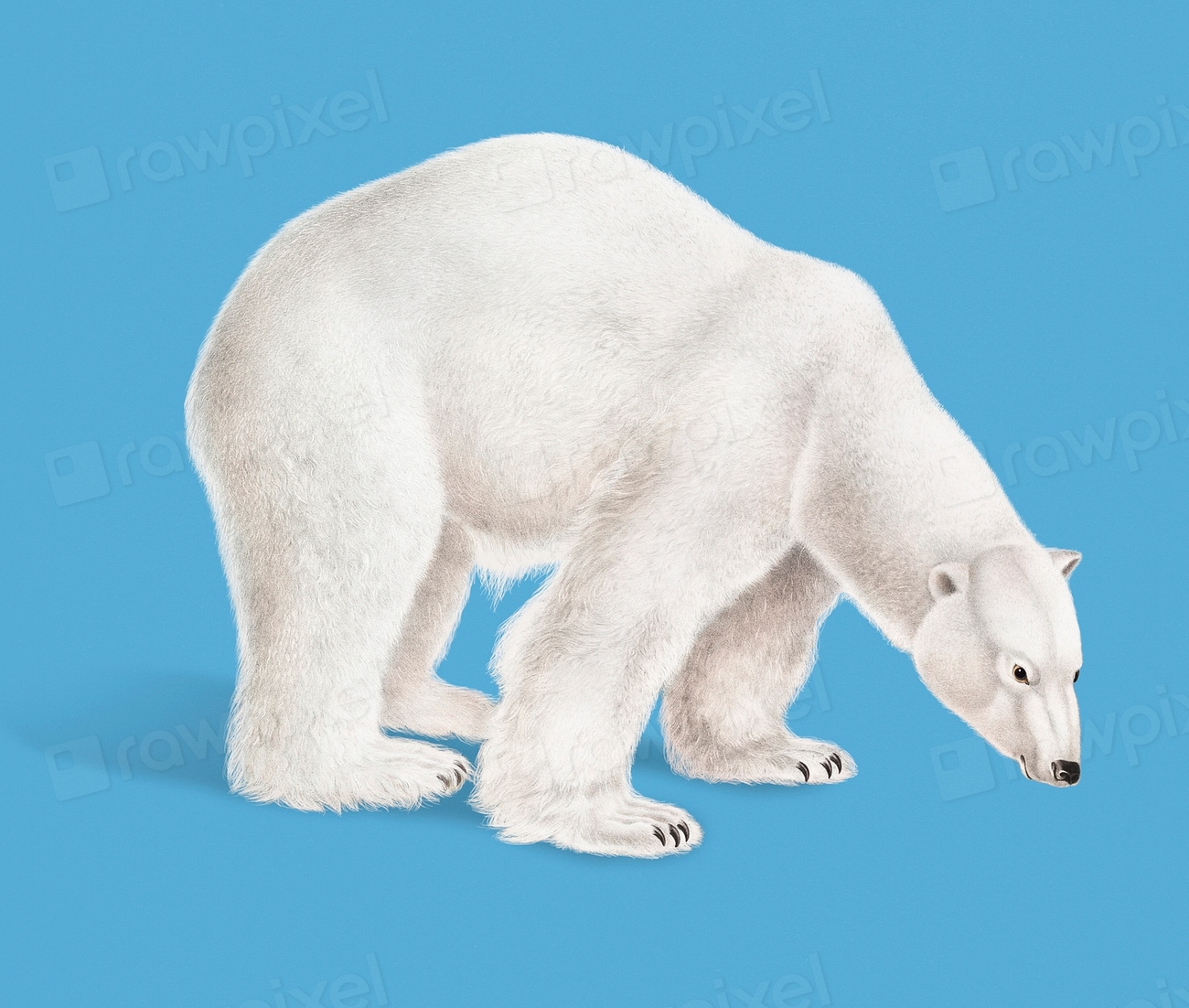 Vintage Illustration of Polar Bear. | Premium PSD - rawpixel