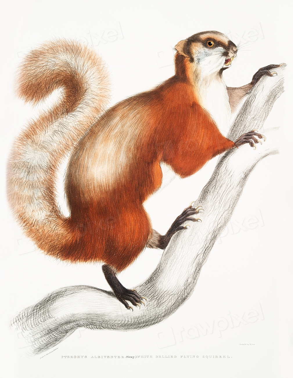 White bellied Flying Squirrel (Pteromys | Free Photo Illustration ...
