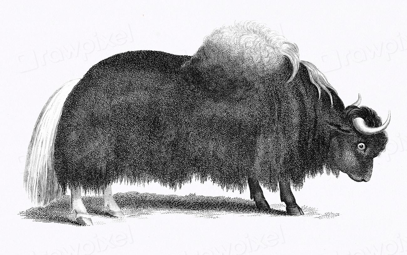 Illustration Yak Zoological lectures delivered | Free Photo ...
