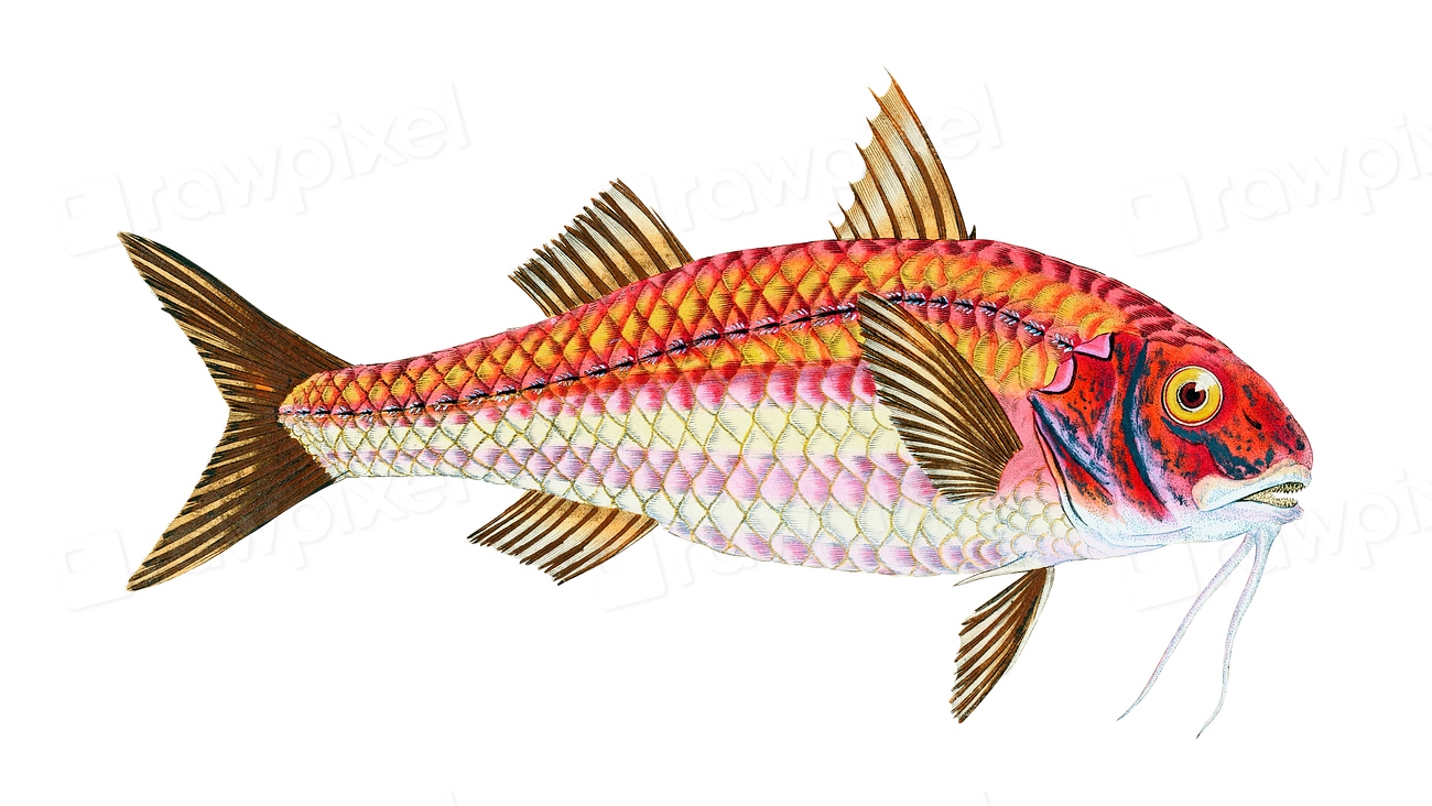 Surmulet Natural History British Fishes | Free Photo Illustration ...