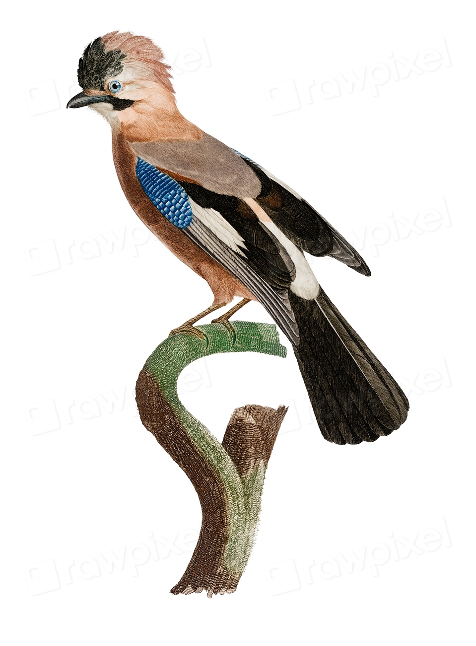 Vintage illustration of Eurasian Jay | Premium PSD - rawpixel