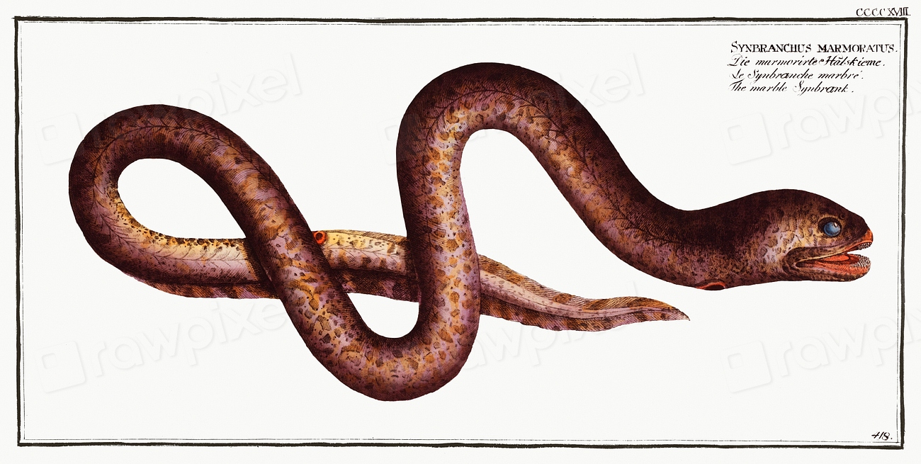 Marble Synbrant (Synbranchus marmoratus) Ichtylogie, | Free Photo ...