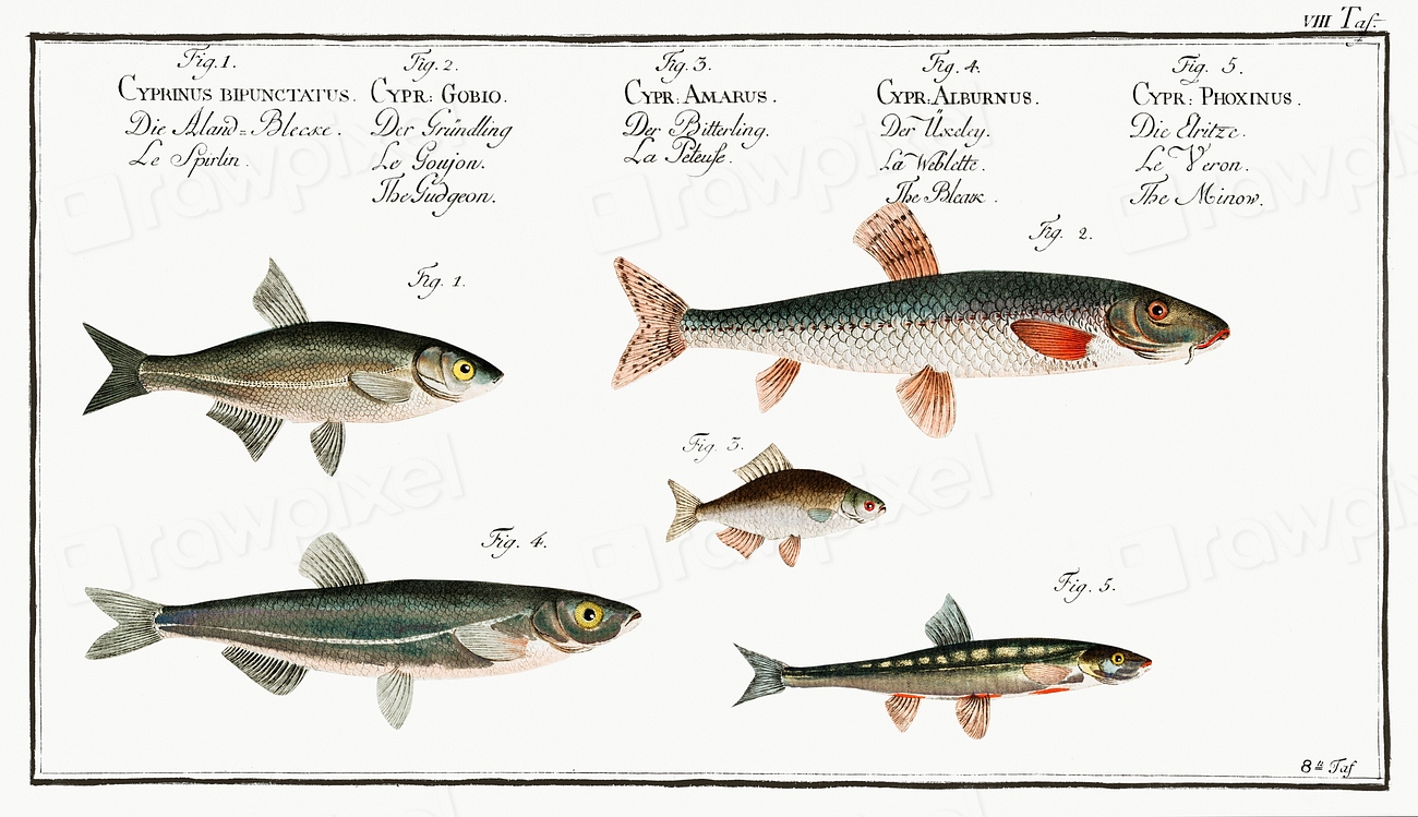 1. Sperlin (Cyprinus bipunctatus) 2. | Free Photo Illustration - rawpixel
